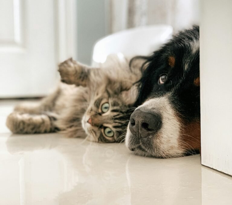 The 5 Best Animal Health Stocks For Pets Megatrend in 2026